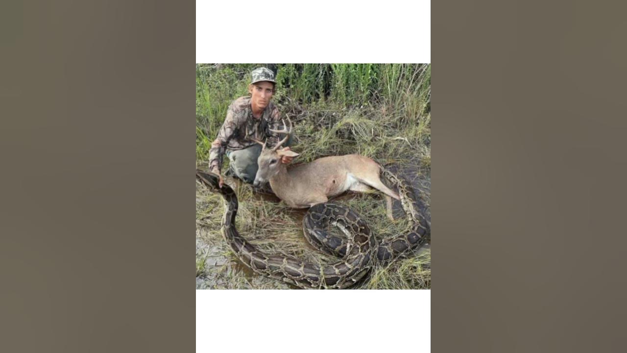 Hunter Bags Marsh Buck and Giant Python During Morning Hunt near ...