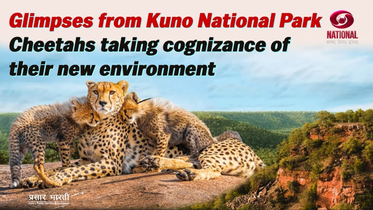 Glimpses from Kuno National Park | Cheetahs taking cognizance of their ...