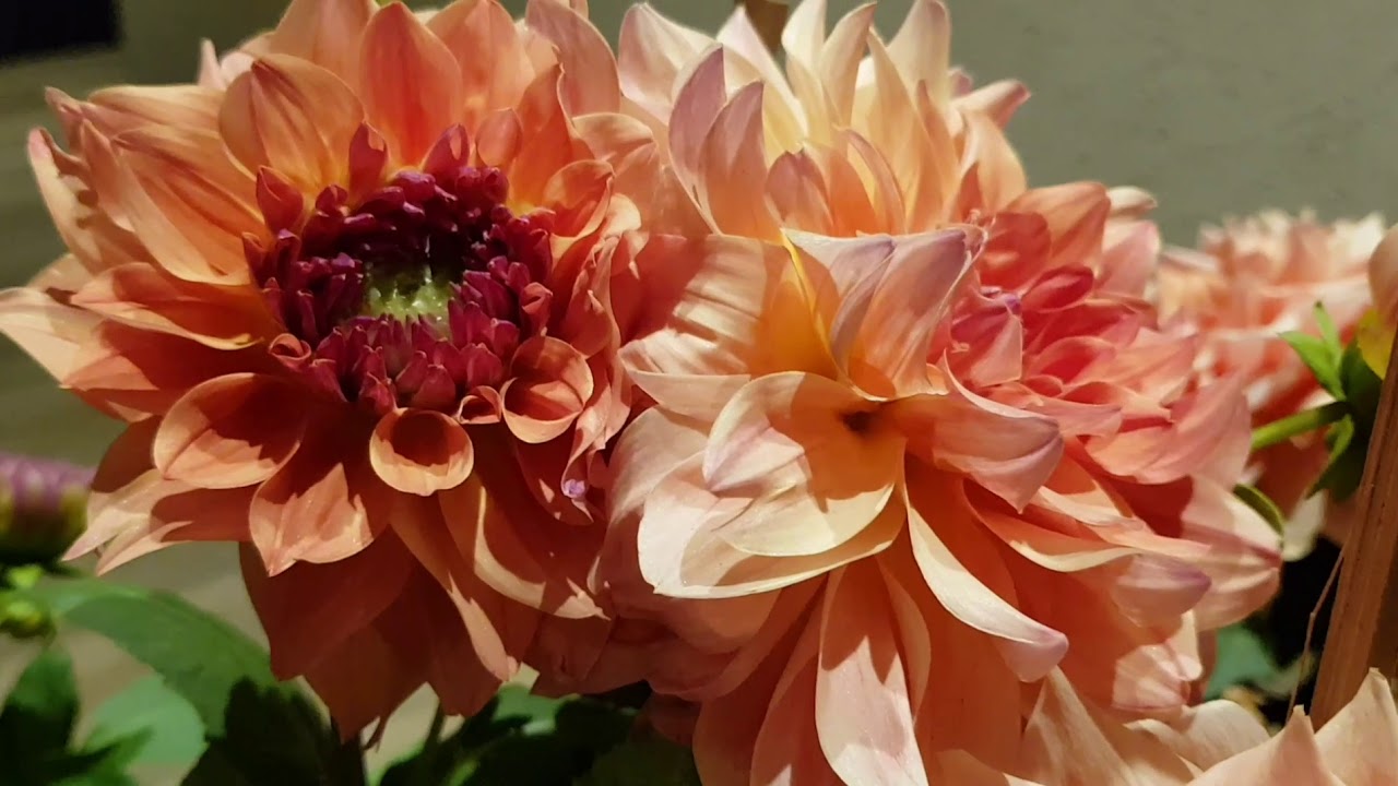 How to care of "Dahlia Plant " - YouTube