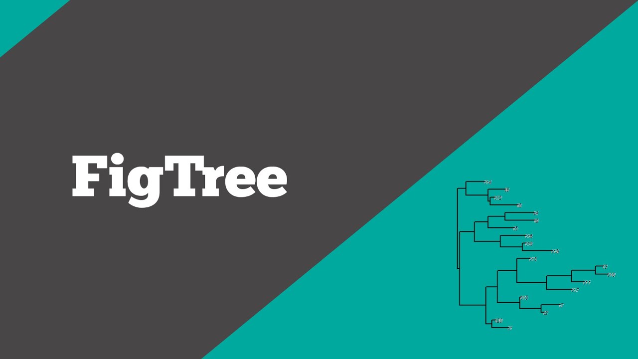 Bioinformatics Figtree How To Visualize Phylogenetic Trees Biocode Ltd Youtube
