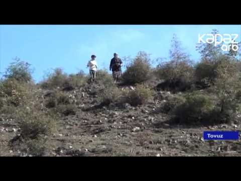 Tovuzda 10-a yaxın mal-qara minaya düşərək məhv olub (ARB KEPEZ)