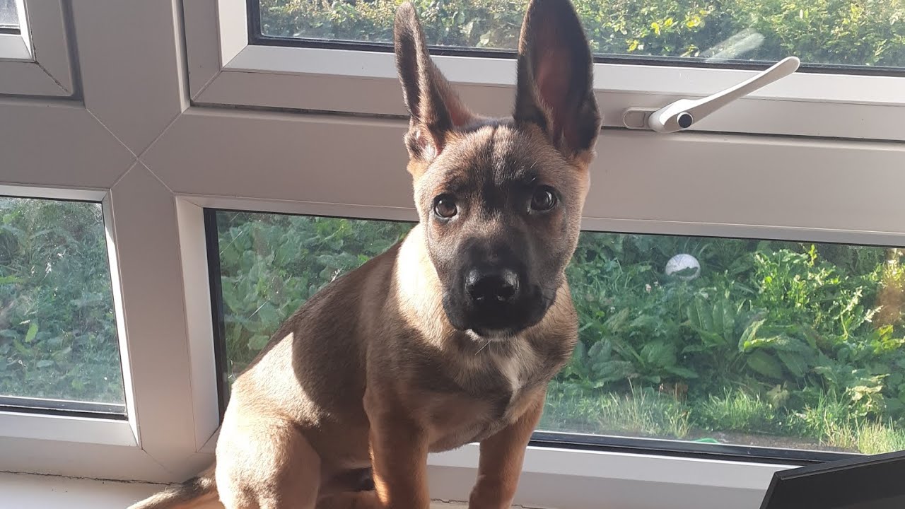 Storm the Belgian Malinois - 4 Months - YouTube