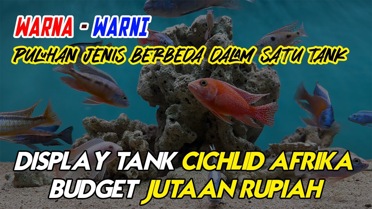 PERPADUAN PULUHAN JENIS CICHLID AFRIKA DALAM SATU TANK - YouTube