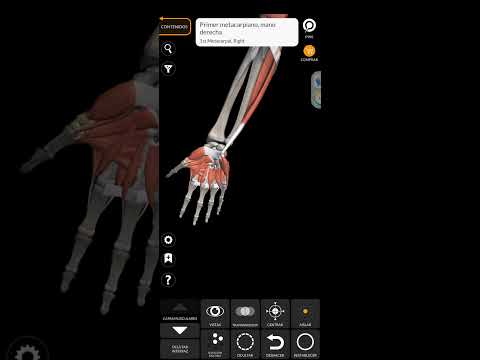 Músculos del antebrazo ( grupo lateral ), Músculos de la mano ( palmar ...