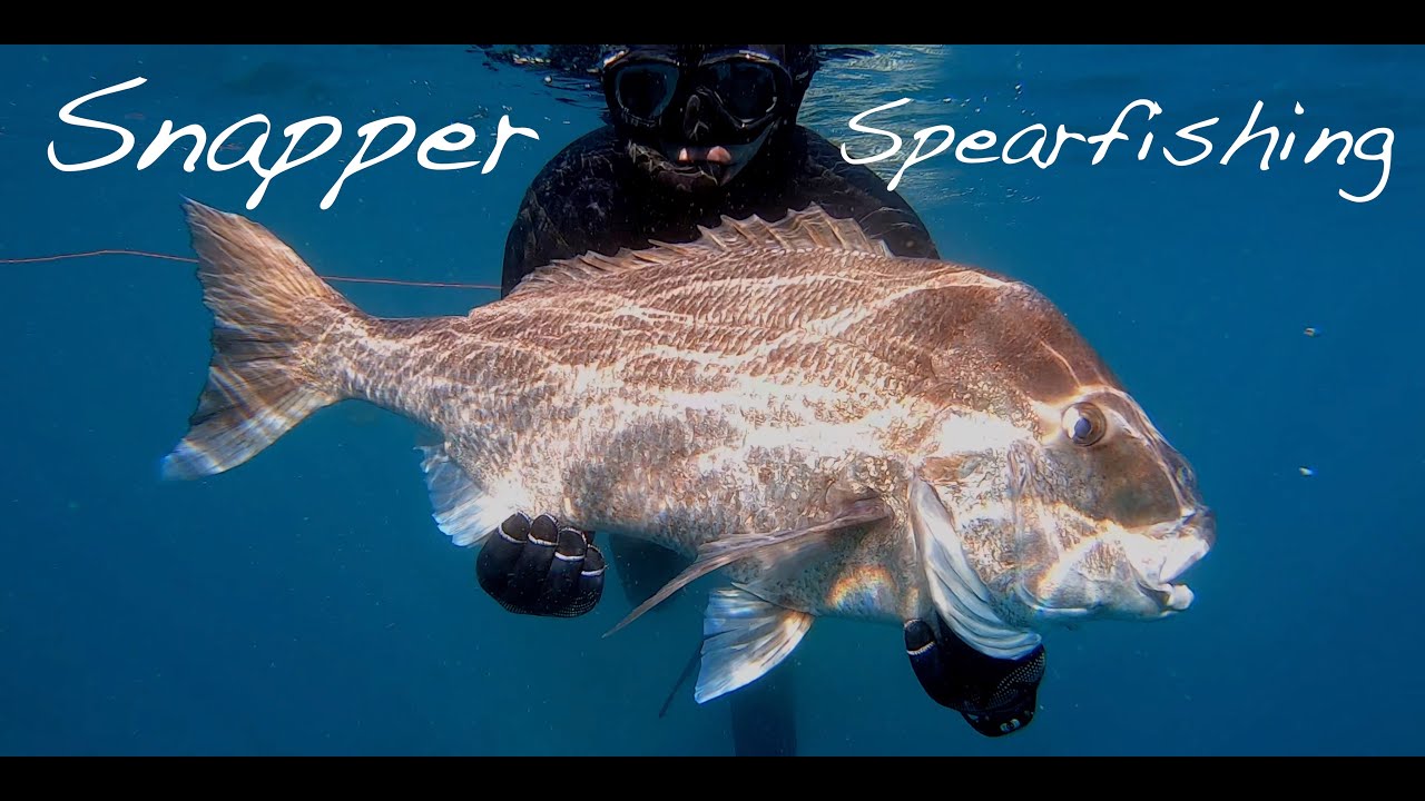 AWESOME Winter Spearfishing In New Zealand || Great Barrier/Northland ...