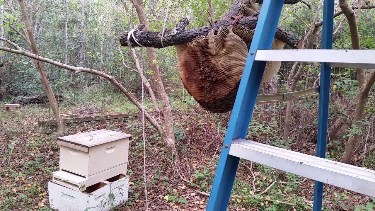 How to remove bees from an open air hive - 1 - YouTube
