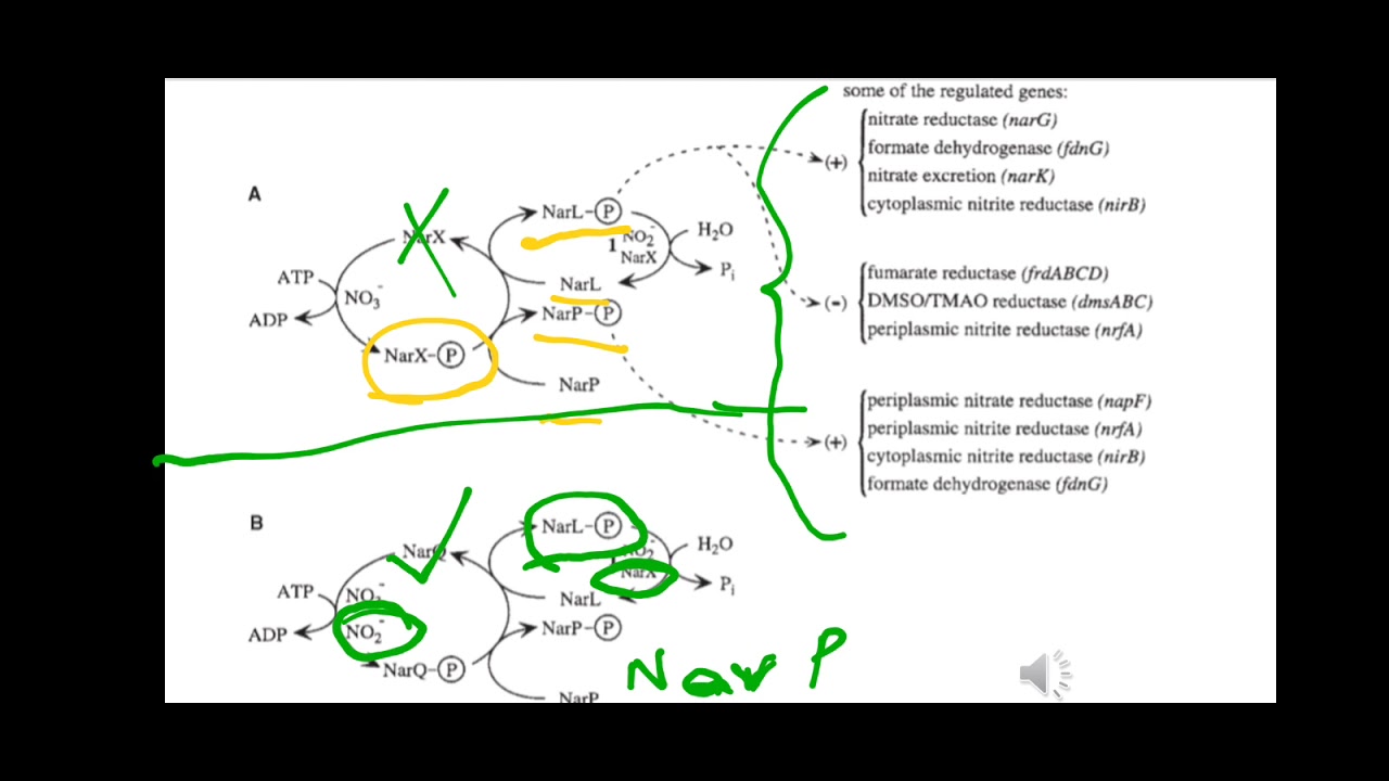 Nar system - YouTube