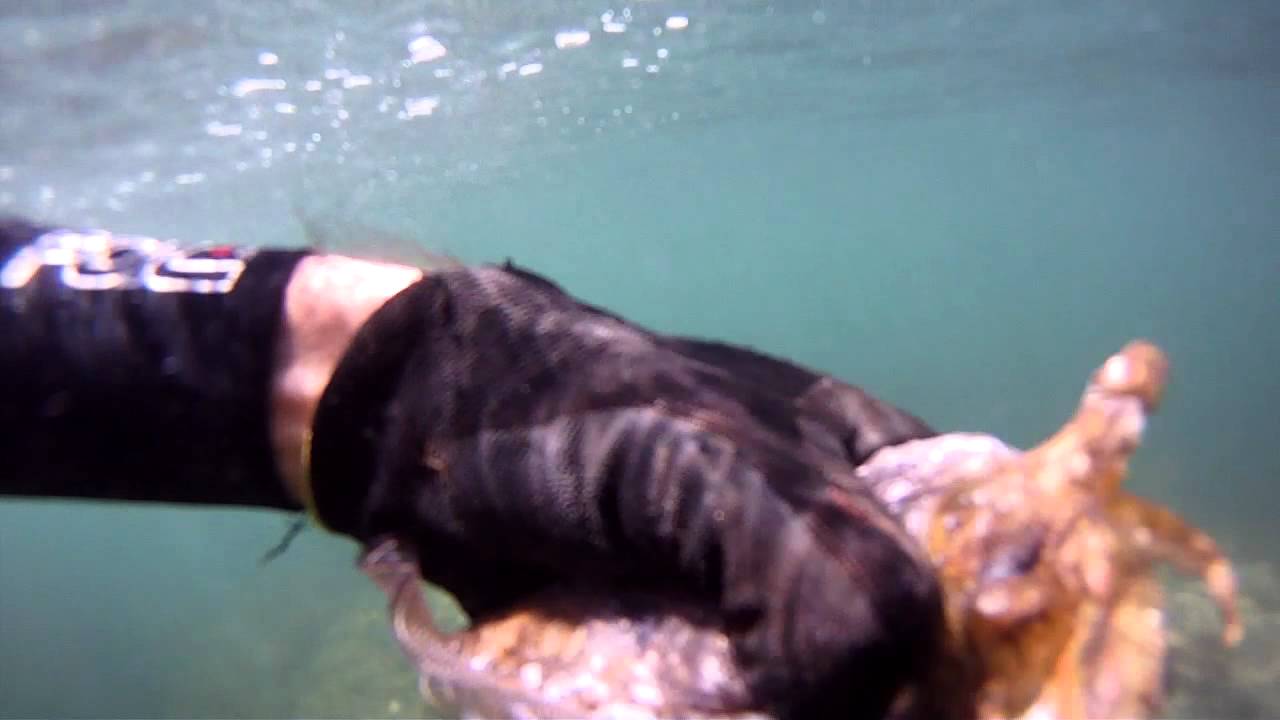 Cuttlefish attacks diver - YouTube