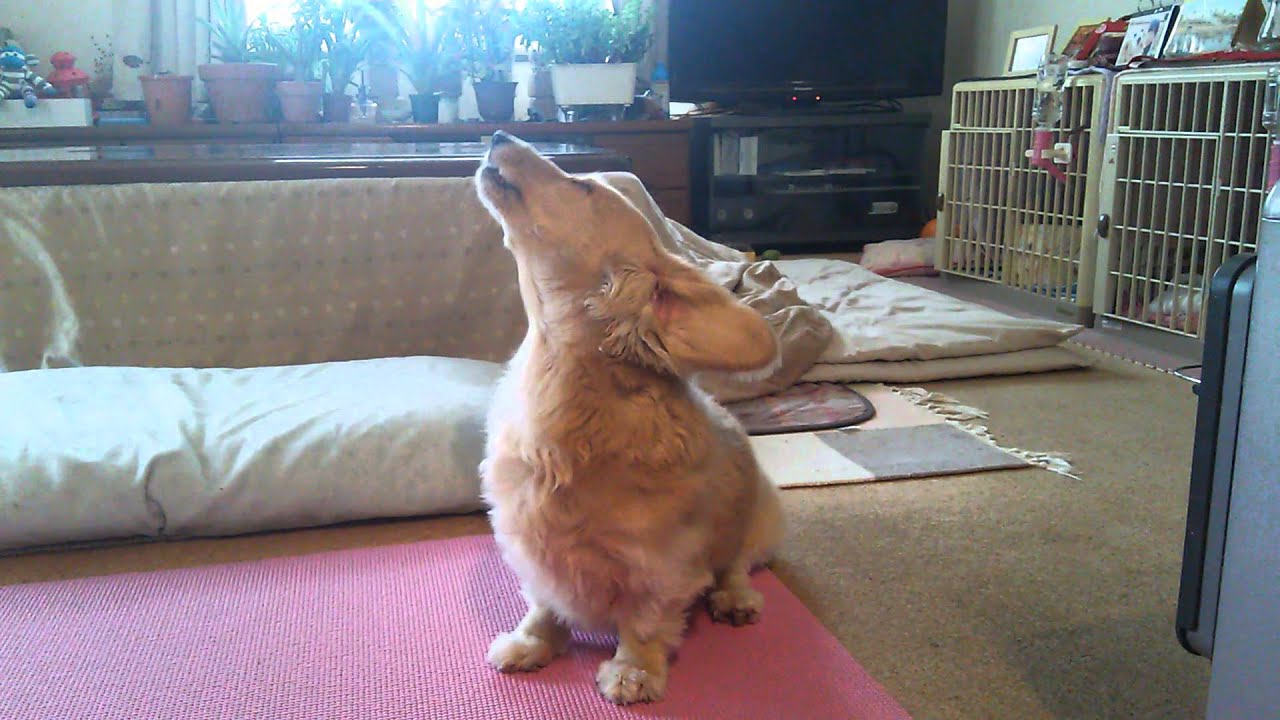 Miniature Dachshund Howling ミニチュアダックス（犬）の遠吠え※音量注意 - YouTube