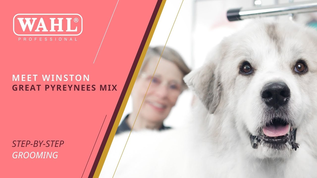 Groomer's Breakdown: How to Safely and Efficiently Groom a Great ...