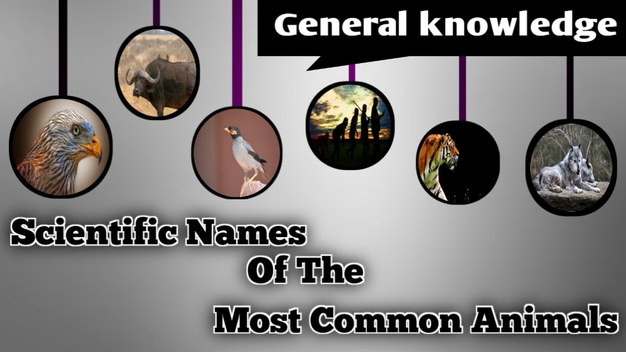 Scientific names of most common animals || Learn scientific names of ...