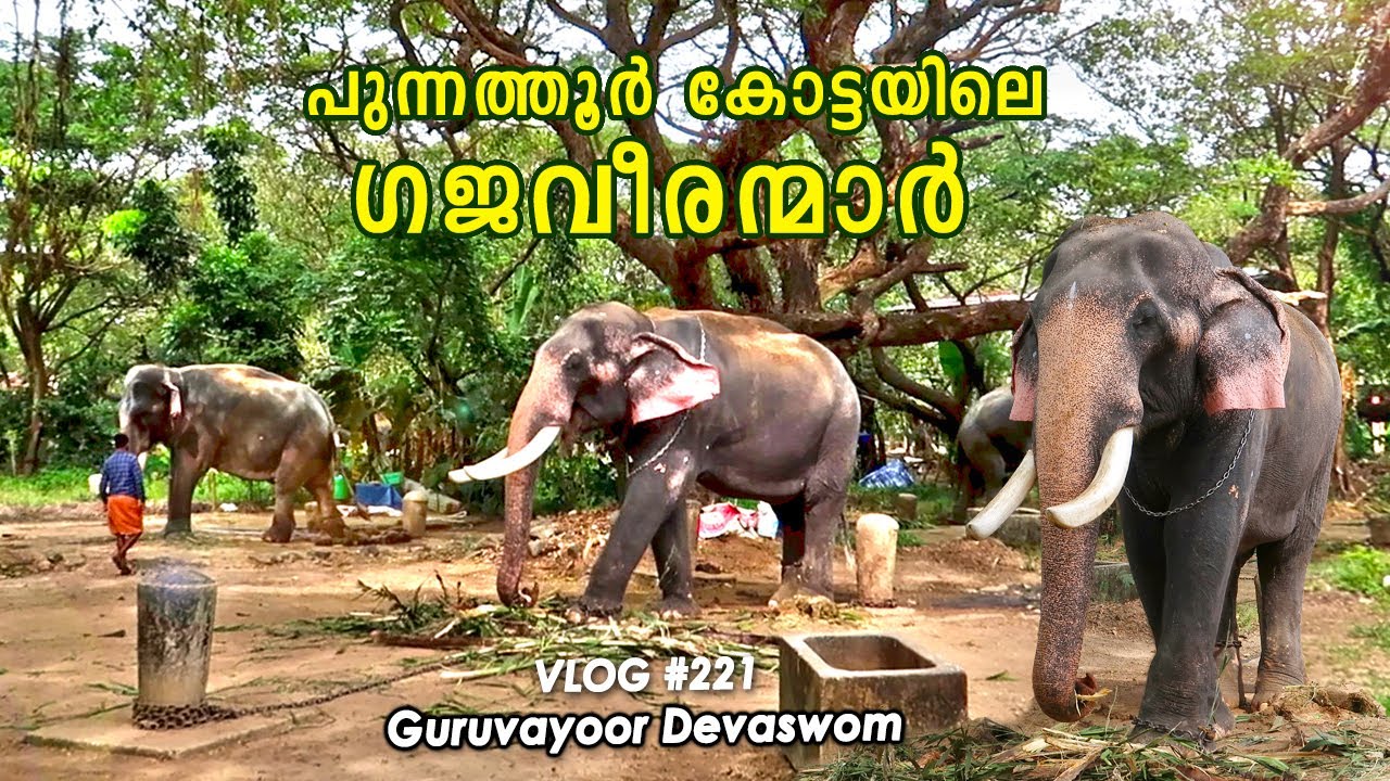 Punnathurkotta 🚩Elephant Camp 🐘 46 Elephants Anakkotta, Guruvayoor ...