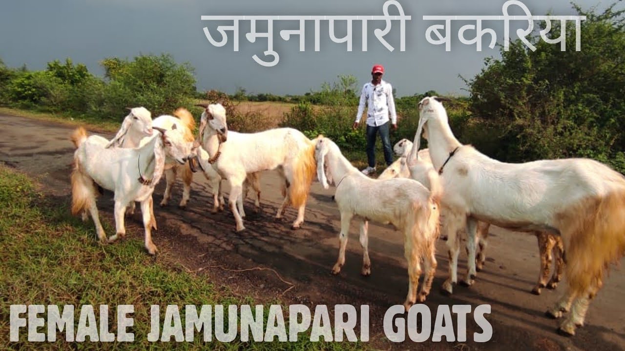 Female Jamunapari Goats of Prajapati Goat Farm - YouTube