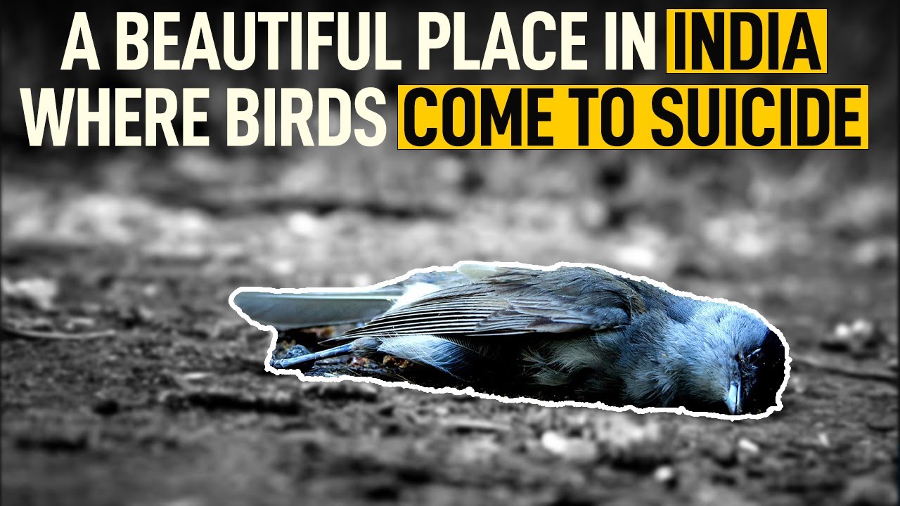 What is the Mystery Behind Birds Suicide in Jatinga, Assam INDIA ...