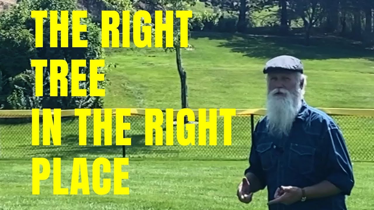 The Right Tree in the Right Place - YouTube