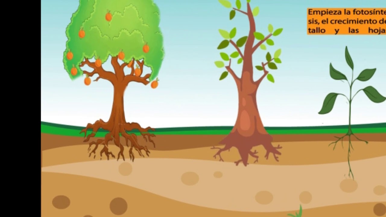 ciclo de vida del arbol - YouTube