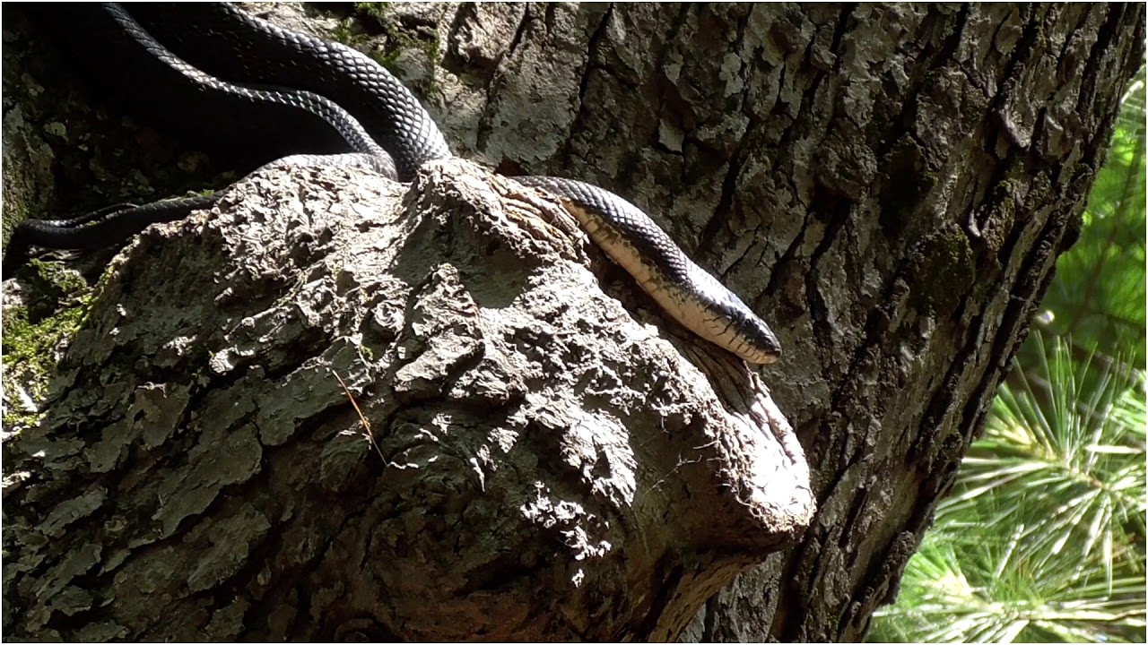 Michigan Black Rat Snake In Tree 062719 - YouTube