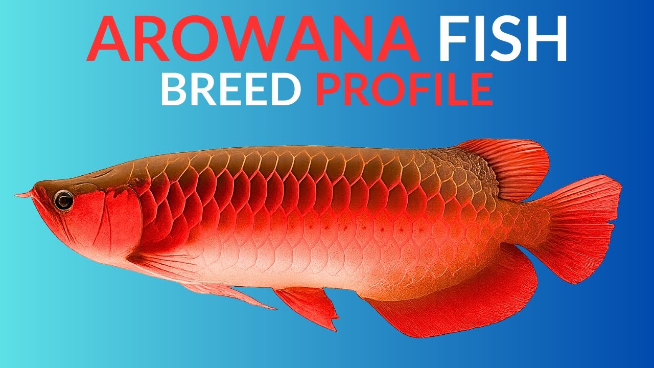 Arowana Fish Care Guide | Tank Setup | Feeding Breeding & Lifespan ...