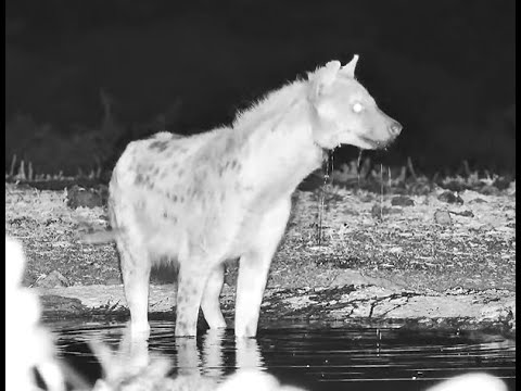 Wounded Spotted Hyena. africamLIVE.14 January 2023 - YouTube