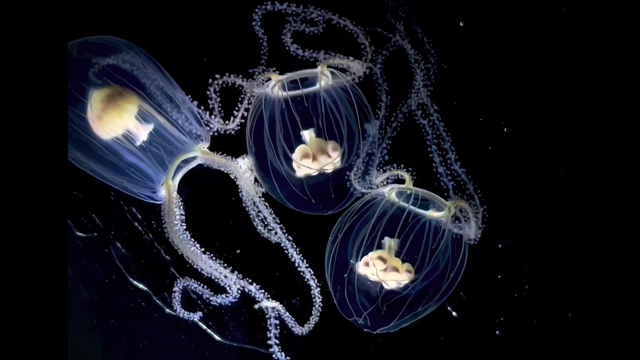 Urashimea globosa (hydrozoan jellyfish) - YouTube