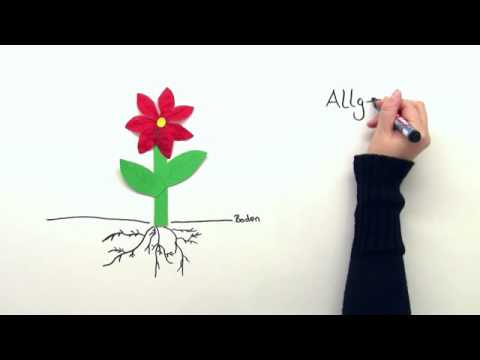 WURZEL | BAU UND FUNKTION | VERTIEFUNGSWISSEN | Biologie ...