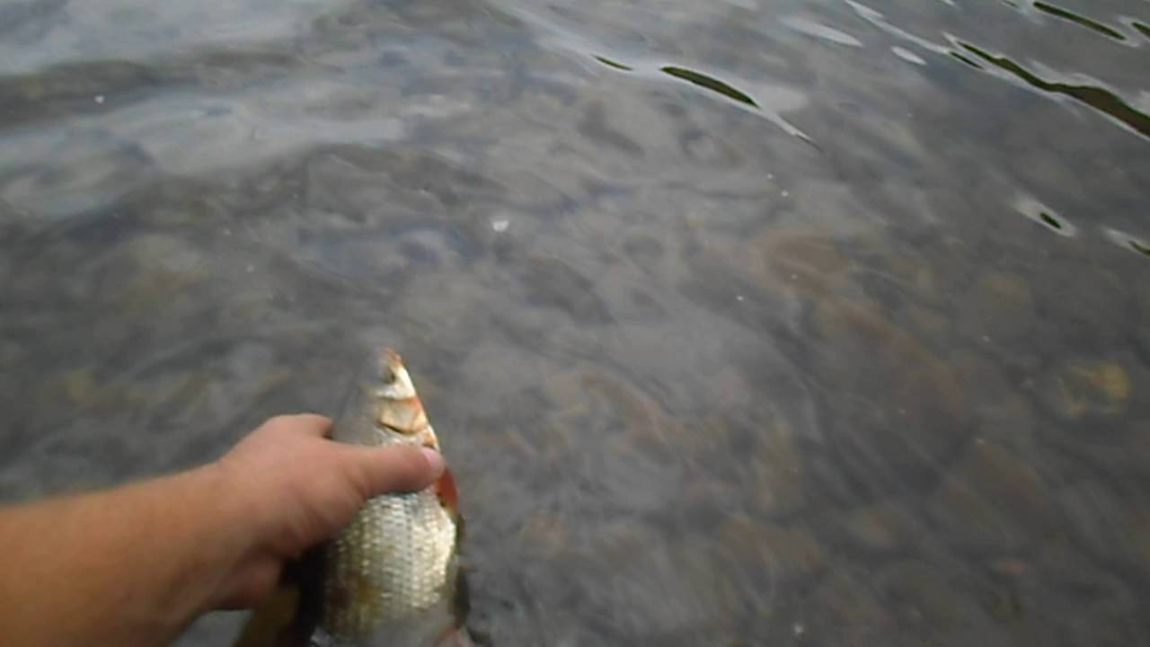 Drina, skobalj na travu, C&R - YouTube