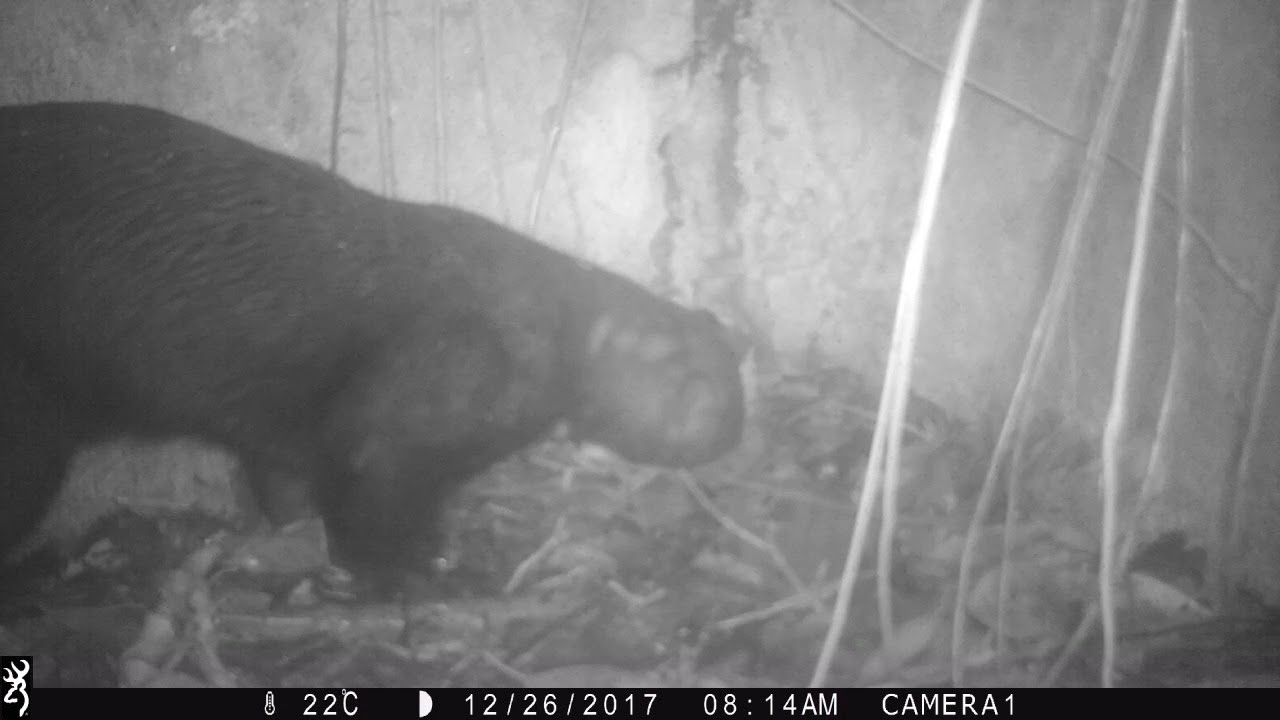 Tinamou egg predation at Los Amigos Bird Observatory in Peru - YouTube