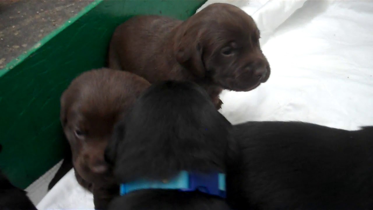 Ruby's puppies at three weeks old - YouTube