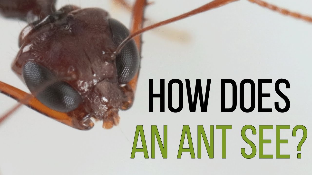 How does an ant see? - YouTube