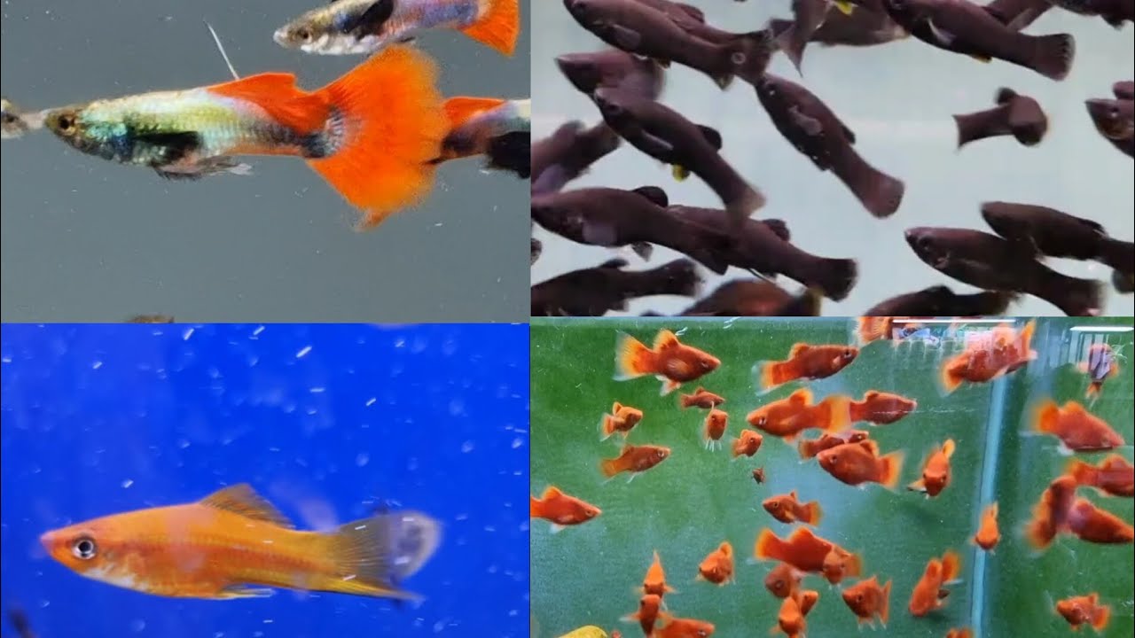 Guppies, Mollies, Swordtails and Platies - A Crash Course on Popular ...