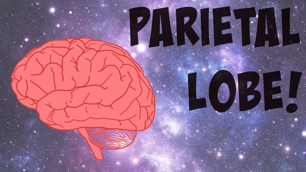 The Parietal Lobe Explained - YouTube