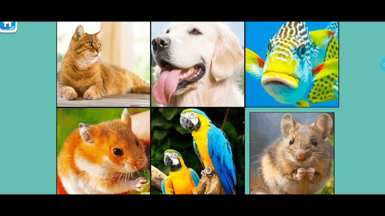 Animal cartoon video! learn for kids! Animal name and sound learn for ...