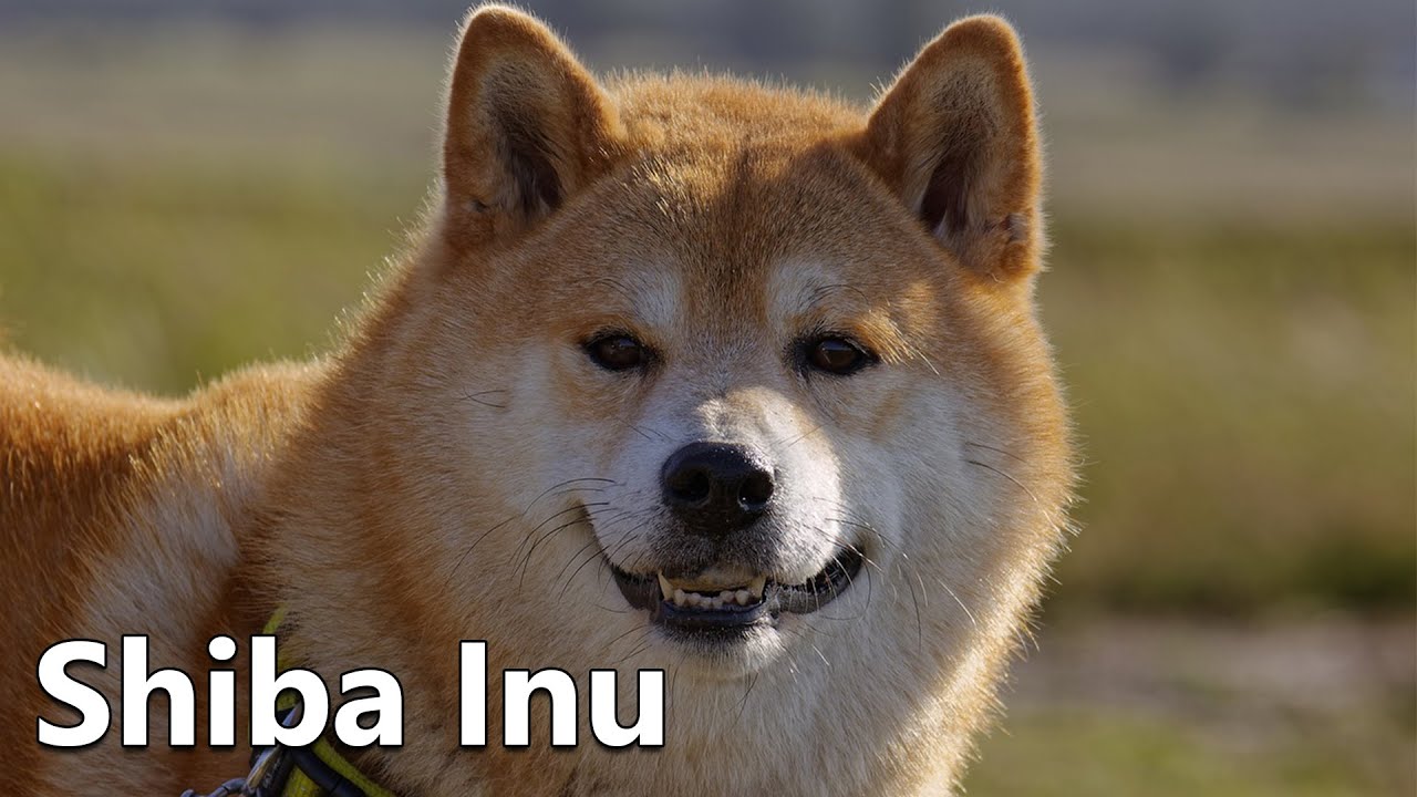 The Always Smiling Shiba Inu 🐕 - YouTube