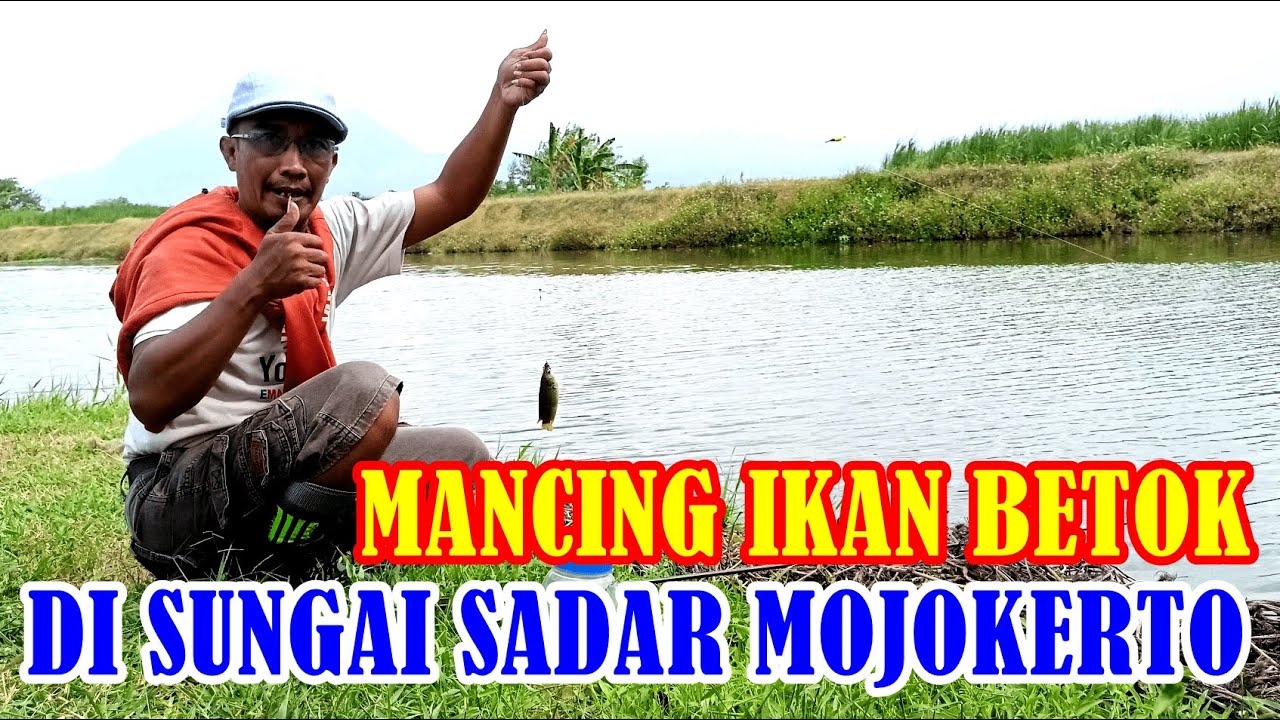 MANCING IKAN BETOK DI SUNGAI SADAR KABUPATEN MOJOKERTO - YouTube