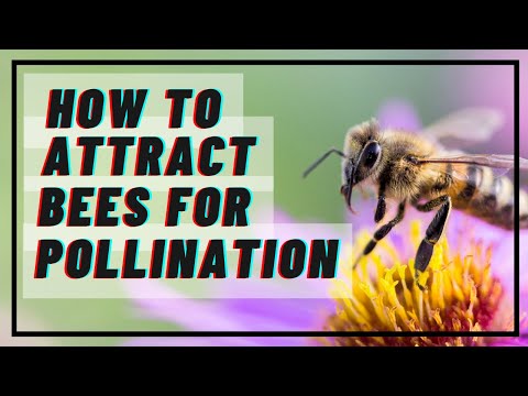 How To Atracct Pollinating Insects