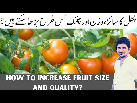 How To Increase Fruit Size? | Best Nutrients To Increase Fruit Size and ...