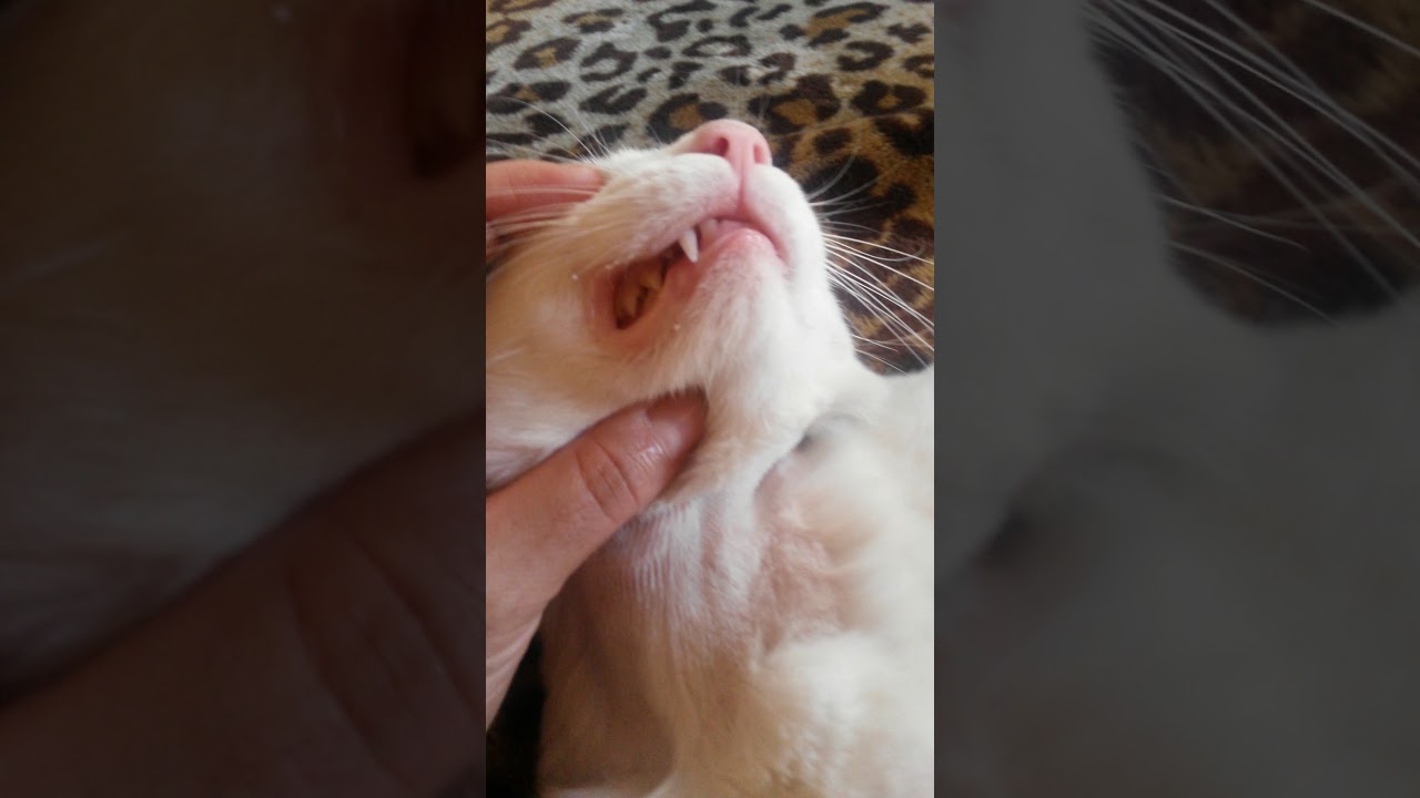 Gato tremendo o queixo...ou é algo podre que comeu ou infecção de rim ...