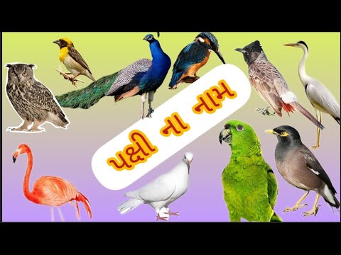 પક્ષીઓ ના નામ | pakshi na naam | Bird Names in Gujarati English ...