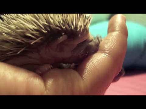 Baby hedgehog anointing - YouTube