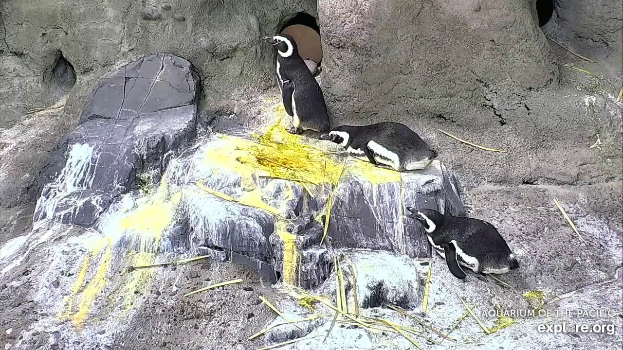 2020-04-12 Cleo and the Bug - YouTube