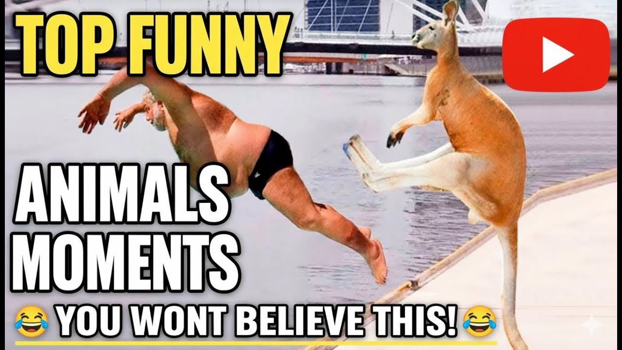 Top Funny Animal Moments That Will Make You Laugh 😂 - YouTube