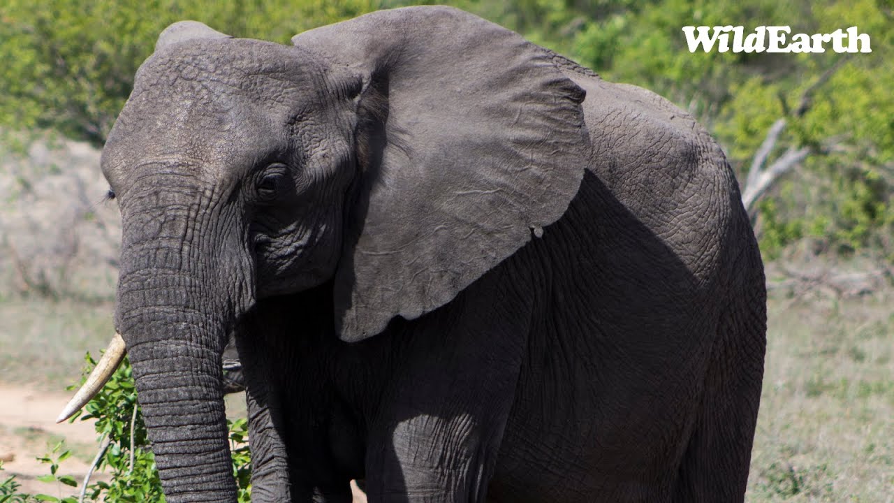 Elephants from afar - YouTube