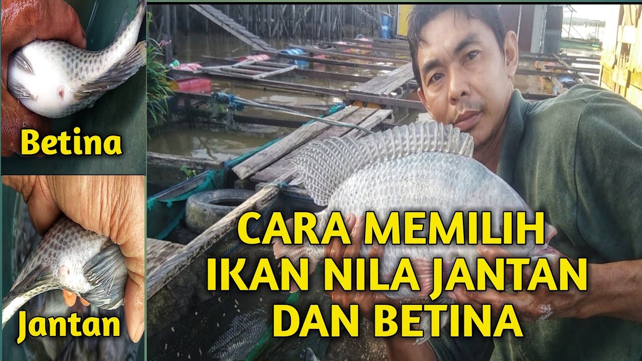 Cara Memilih Ikan Nila Jantan Dan Betina Budidaya Ikan Nila Youtube