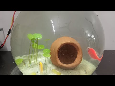 fish bowl setup - YouTube