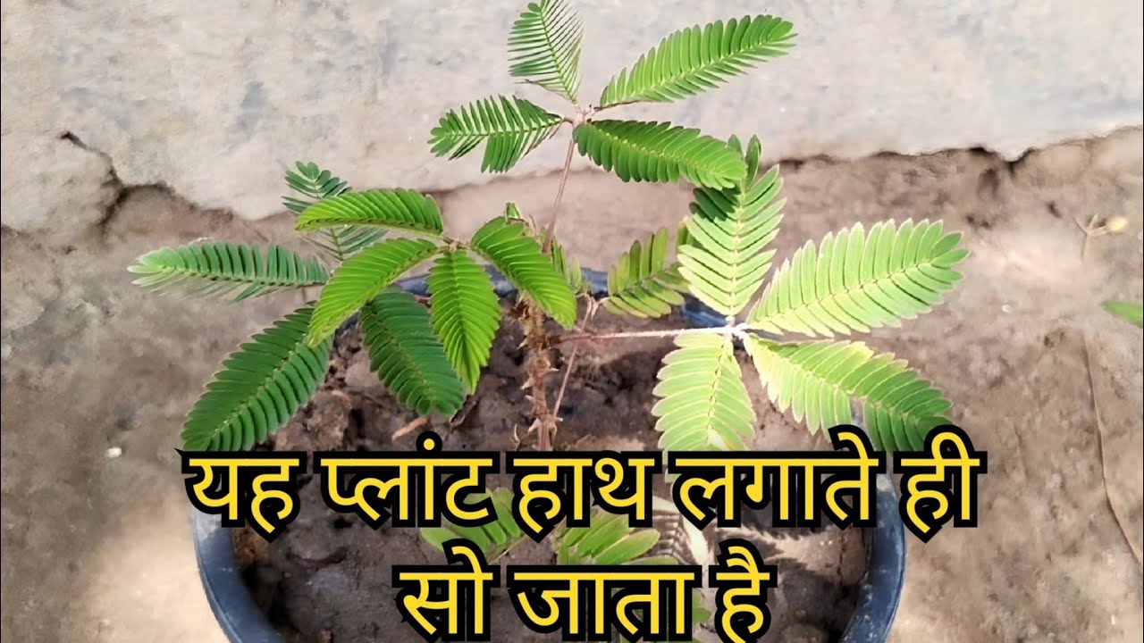 Lajwanti Plant, Touch Me Not | हाथ लगाते ही सो जाता है | Evergreen ...