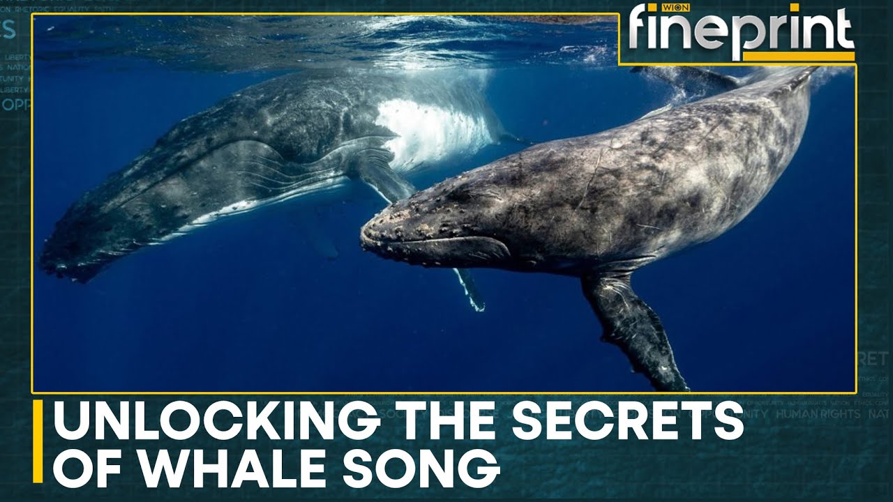 Whales Use Repetition & Variation Like Human Speech: Whales | World ...