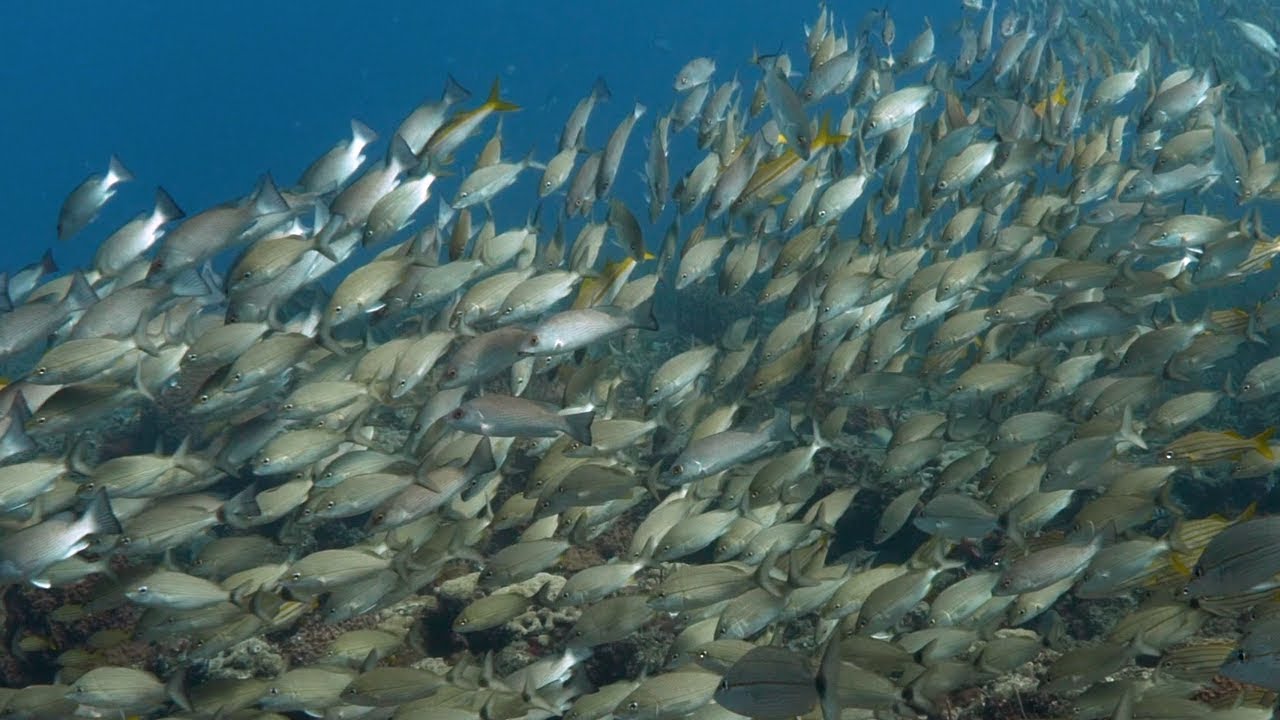 Paul's Reef - A Longer Look - YouTube