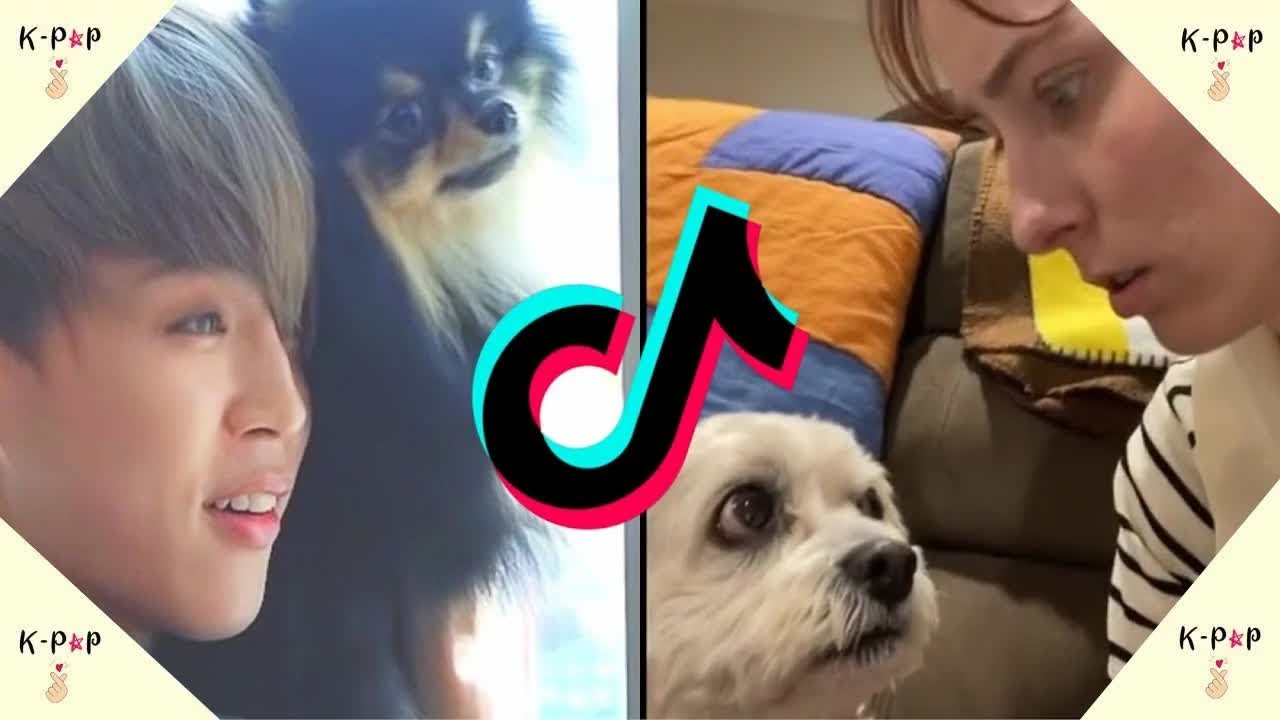 K-Pop Fan's Dog Goes Viral As He Picks His Favorite Group And Bias ...
