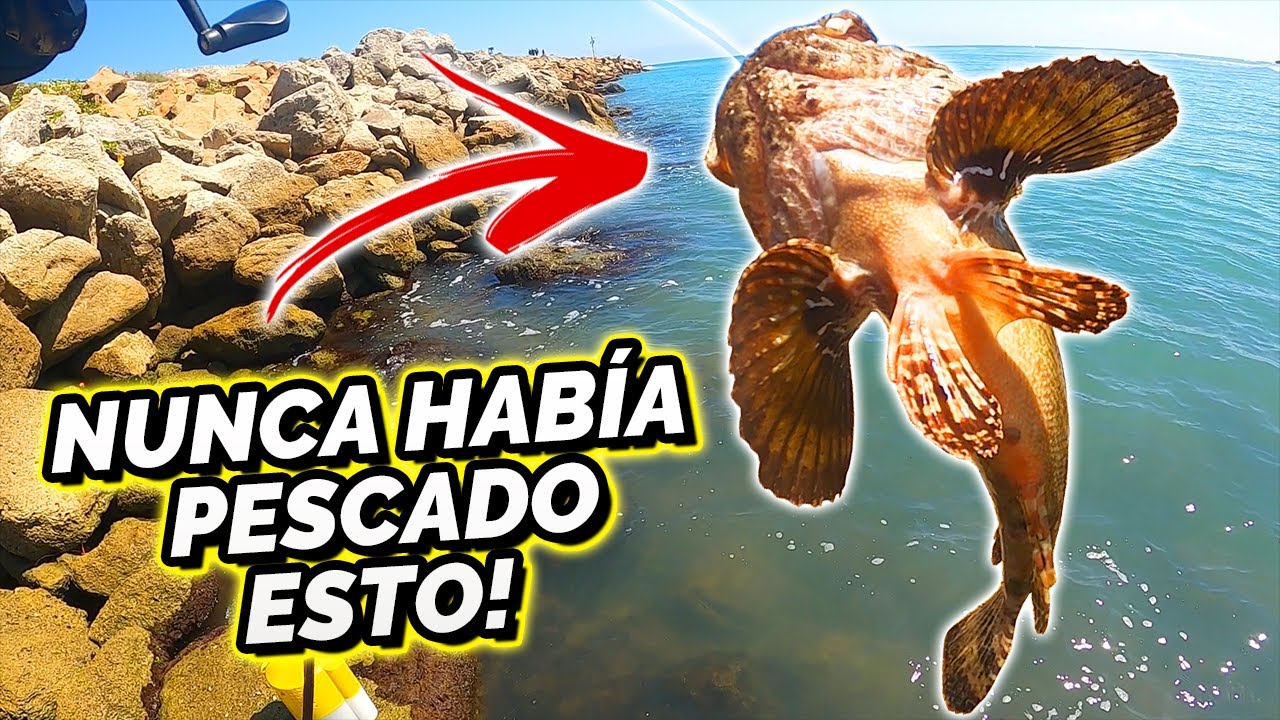 NUNCA había CAPTURADO ESTE PEZ (Pesca con LISA VIVA) - YouTube