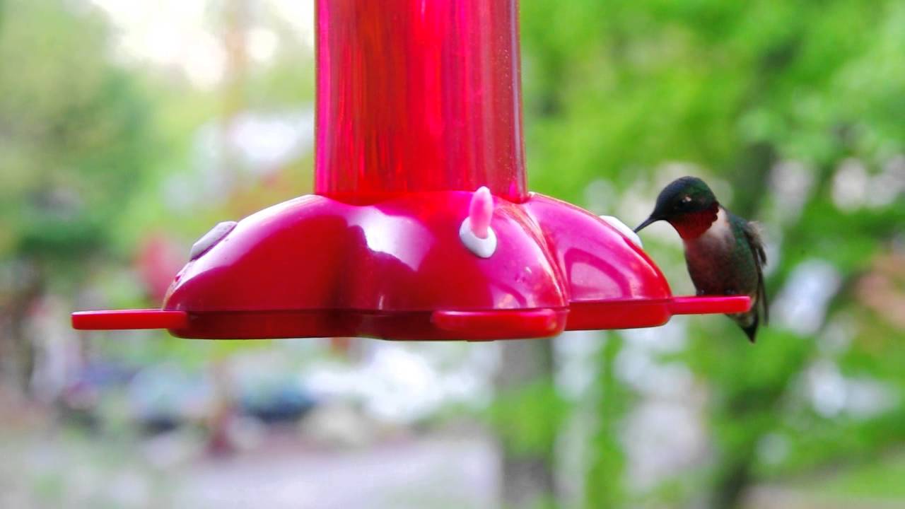 Saugus humming bird. - YouTube